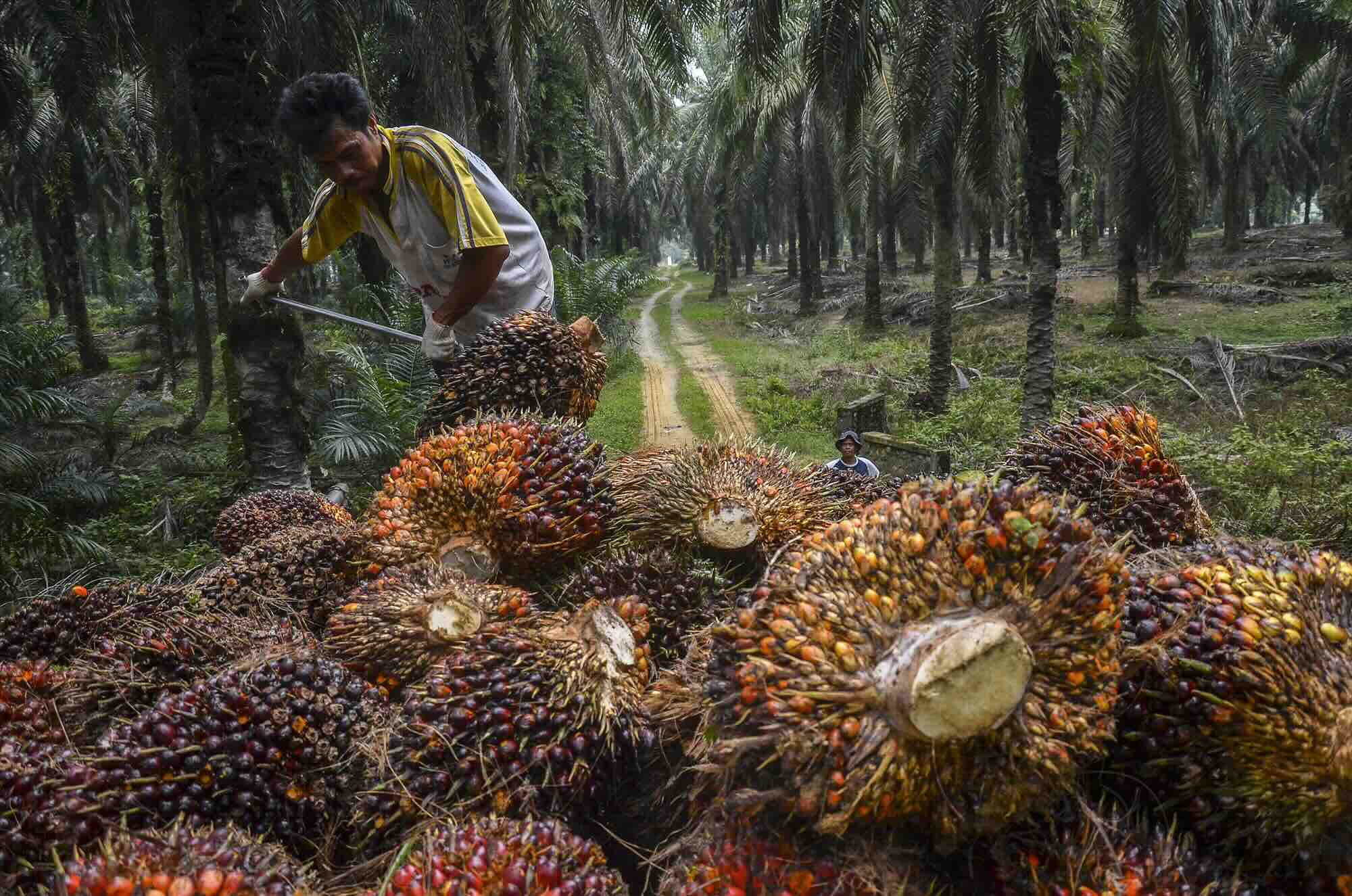 Indonesia urges EU to scrap biodiesel duties after WTO panel backs key ...